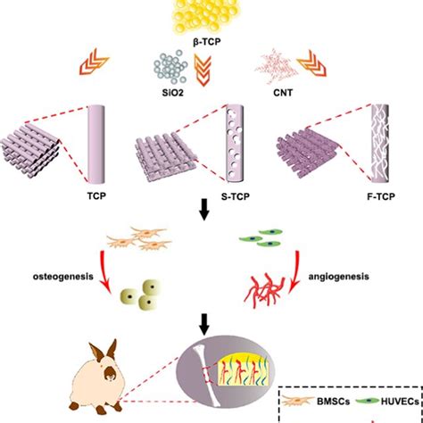 Schematics Illustrating The Preparation Of Hierarchical Scaffolds And Download Scientific