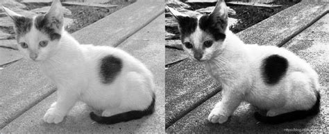 Opencv八 —— 直方图mask操作 And 自适应直方图均衡化 And 模板匹配 And 图像特征harri角点检测自适应mask策略 Csdn博客