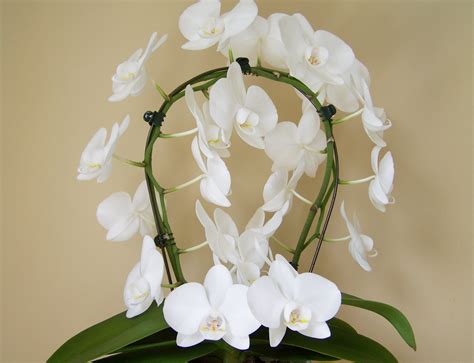 Фото орхидеи в горшке крупным планом