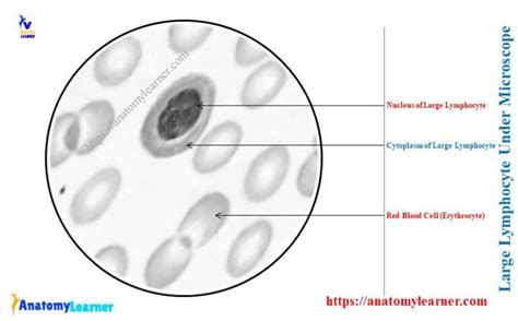 Lymphocytes Under Microscope With Labeled Diagram Anatomylearner The Place To Learn