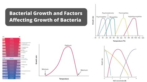 Bacterial Growth Curve Protocol Biology Notes Online