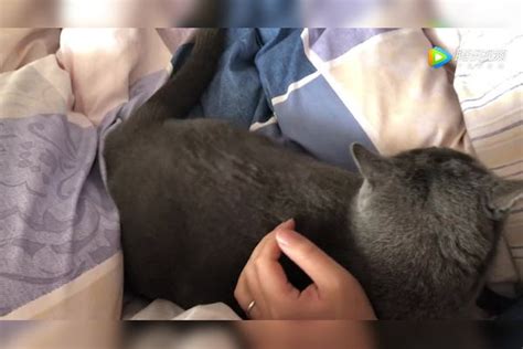 换毛季要给猫咪多梳梳毛不然掉的家里都是猫毛 猫咪