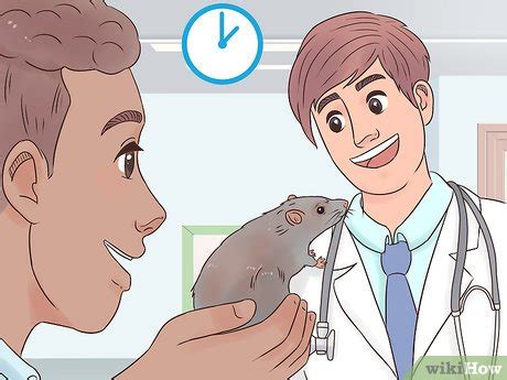 How To Desex A Pet Rat Steps With Pictures WikiHow Pet