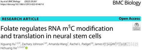易基因：rna Bs揭示叶酸调控神经干细胞m5c修饰和mrna翻译机制｜科研速递 知乎