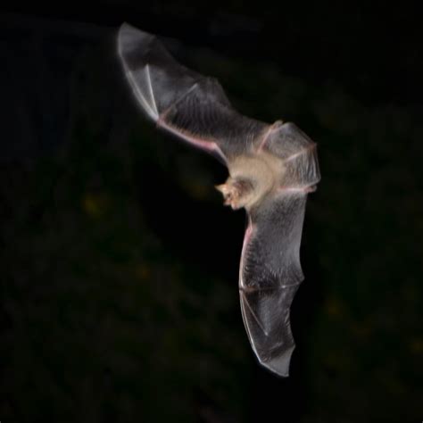 Tri Colored Bat Austin Bat Refuge