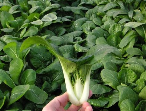 Капуста пак-чой: выращивание, рецепты приготовления