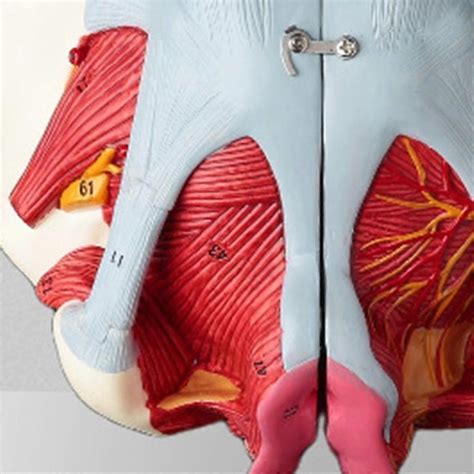 Disassembled Female Pelvis Anatomy Model Pvc Female Pelvis With Floor Musclenerves Model Lab