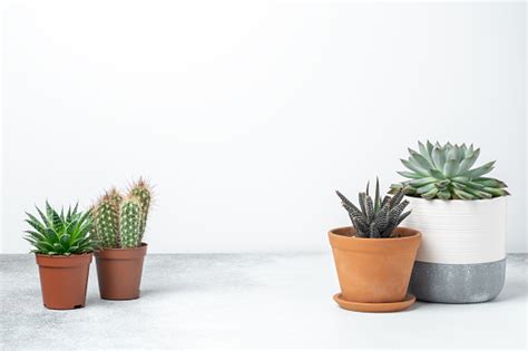 실내 돌 테이블에 다른 냄비에 다양한 다육 식물 식물 이식 실내 정원 집의 개념 수평 배너 0명에 대한 스톡 사진 및 기타 이미지 Istock