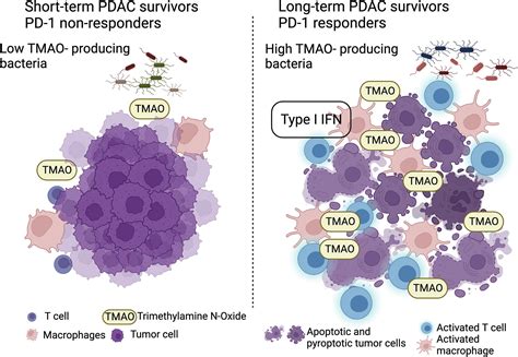 Microbiome Derived Metabolites Counteract Tumor Induced Immunosuppression And Boost Immune