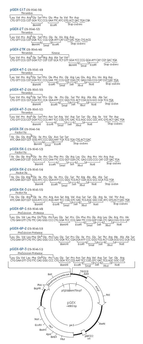 Pgex Vectors
