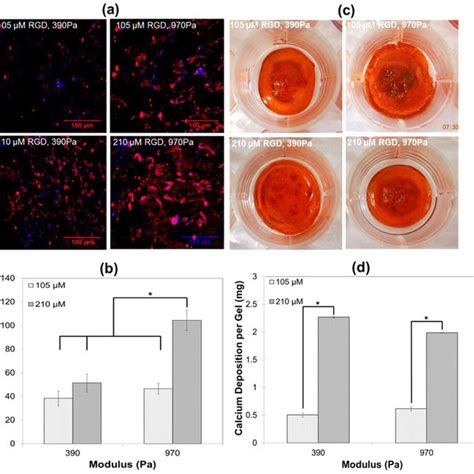 A Quantitative Analysis Of Alp Activity And B Runx2 Ibsp And Ocn