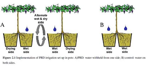 Enoviti Partial Rootzone Drying