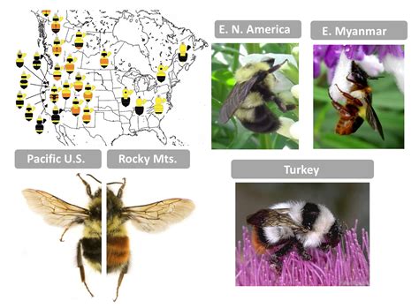 Discovering The Genetic Basis Of Mimetic Color Diversity In Bumble Bees The Node