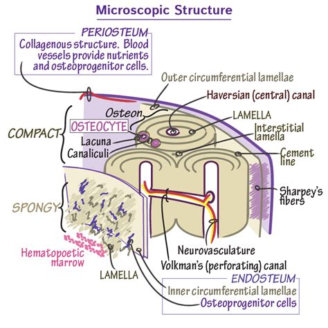 Gross Anatomy Glossary Bone Anatomy Ditki Medical And Biological Sciences