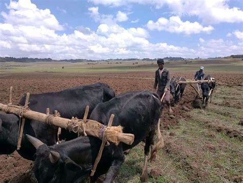 የማዳበሪያ ዋጋ መጨመር ገበሬዎች እንዳያመርቱና ወደ ከተማ እንዲፈልሱ በር እየከፈተ መሆኑ ታወቀ Ethiopian Amharic News