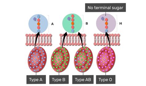 The Abo Blood Group System Getbodysmart