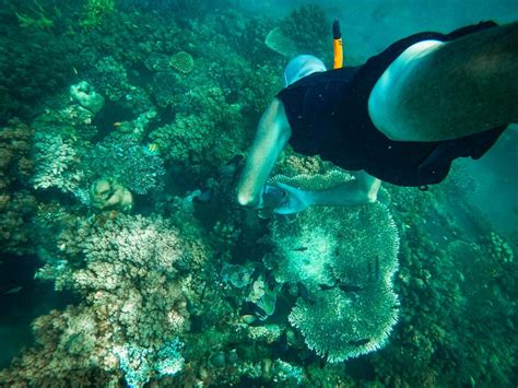 Biorock In Pemuteran Snorkeling A Beautifully Restored Coral Reef