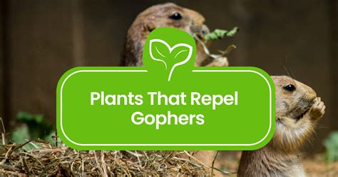 Plants That Keep Bees Away The Best Flowers And Herbs To Deter Bees