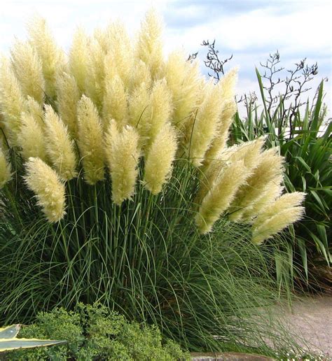Pampas Grass Cortaderia Selloana Pumila Dwarf Pampas Grass