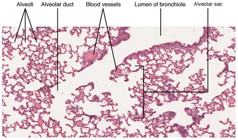 Lung Slide Anatomy And Physiology Pulmonology Respiratory