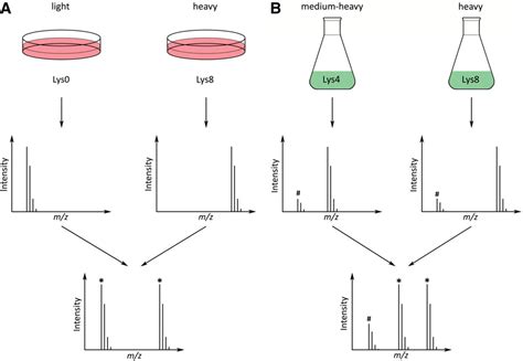 Figure 1 From Extending Silac To Proteomics Of Plant Cell Lines[c][w