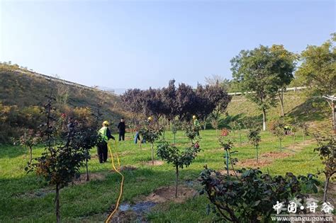甘谷：秋季补植添新绿城区“颜值”再提升图 天水在线