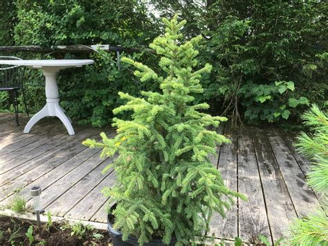 Dwarf Japanese Garden Juniper — Corn Hill Nursery