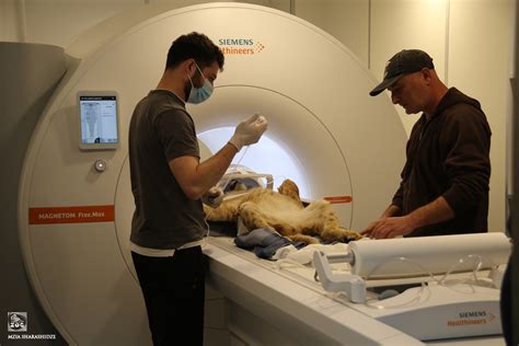 თბილისის 🦁 სხვისი შვილები რომ სწრაფად იზრდებიან ისე ყოფილა ლომების შვილების ამბავიც სხვისი