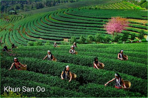 Pa O National Organization လက္ဖက္အေၾကာင္း တစ္ေစ့တစ္ေစာင္း