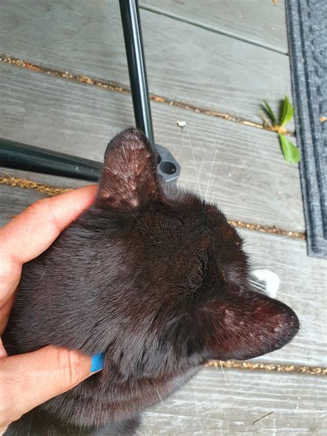 Why Do Cats Get Bumps On Their Head At Kristin Knight Blog