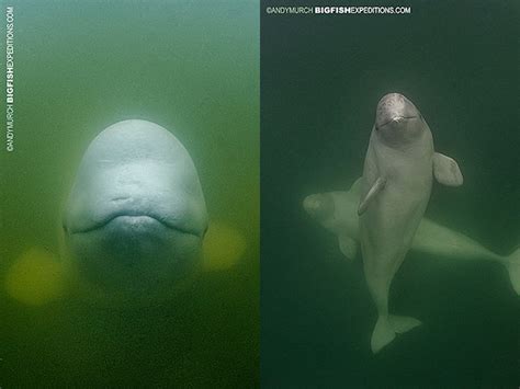 Beluga Boarding With Beluga Whales In Churchill Manitoba