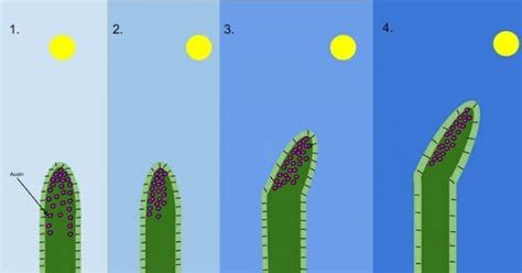 Phototropism In Plants Phototropism Examples