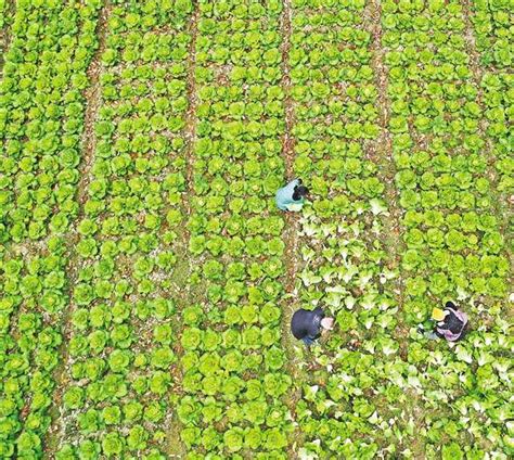 身边事黔江沙坝镇蔬菜成熟忙采收 上游新闻 汇聚向上的力量