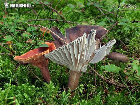 Arched Woodwax Mushroom Photos, Arched Woodwax Images, Nature Wildlife ...