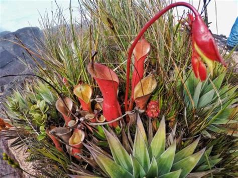 Mount Roraima Hike Up On Top Venezuelas Lost World