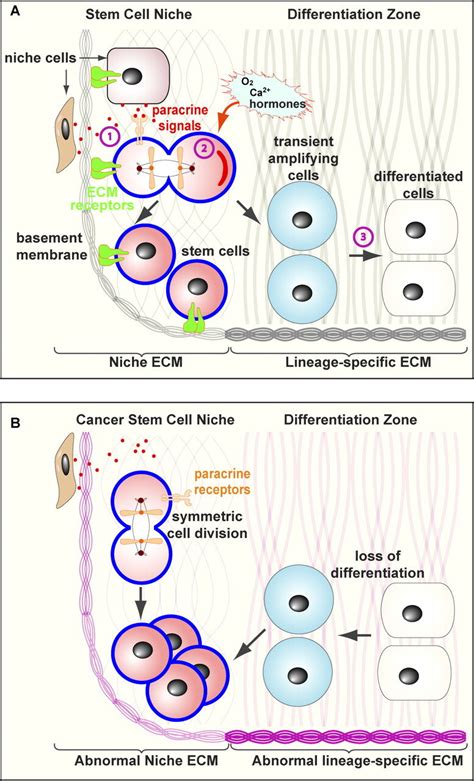 Ecm Is An Essential Component Of Normal And Cancer Stem Cell Niche The Download Scientific