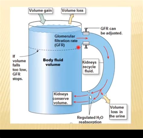 Lecture 7 Water Balance And Fluid Osmolality Flashcards Quizlet