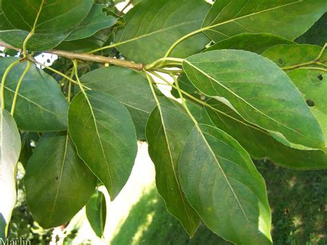 Science Balsam Poplar