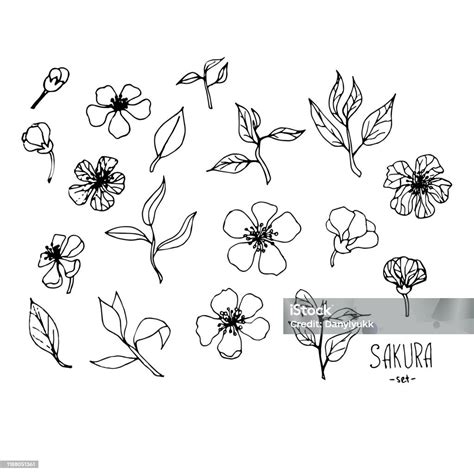 사쿠라 개화 세트 잉크 스타일로 전통적인 일본 또는 중국 봄 꽃을 그린 귀여운 손으로 낙서 체리 식물 스톡 벡터 일러스트 아트 디자인 요소 0명에 대한 스톡 벡터 아트 및