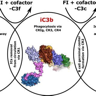 The Conformational Change Occurring Upon C3 Activation By A C3 Download Scientific Diagram