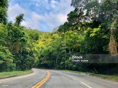 화창한 날에 숲 속의 도로 녹색 단풍이 있는 나무 여름에 숲을 가로지르는 빈 아스팔트 도로가 있는 풍경 0명에 대한 스톡 사진
