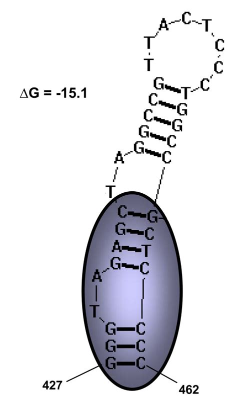 Predicted Stem Loop Secondary Structure Of The Stlv 3dcmo8699ab Ltr