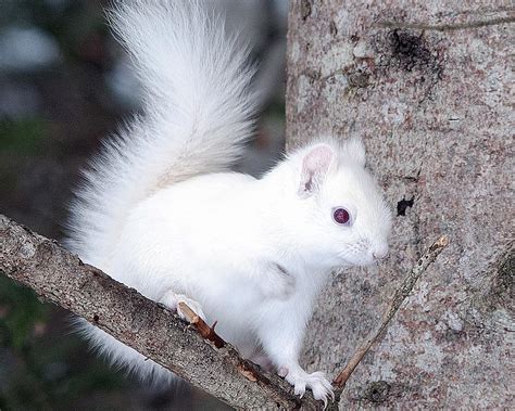 Albino Squirrel Sighting Is The Latest Rare Find In Maine