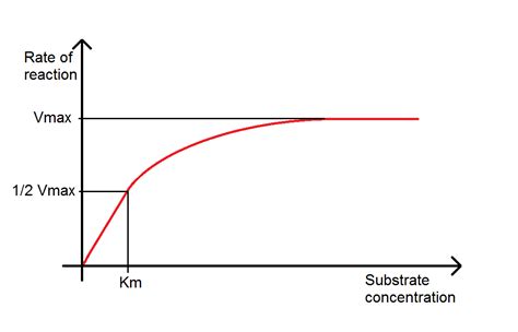 Enzyme Concentration Diagram At Samantha Tomlinson Blog