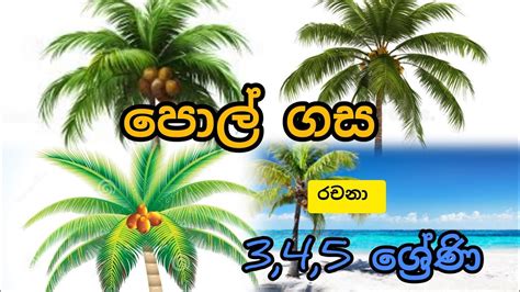 පොල් ගස පිලිබද රචනා ශිෂ්‍යත්ව පෙරහුරු රචනා 3 4 5 ශ්‍රේණි සදහා Grade4 Grade5scholarship