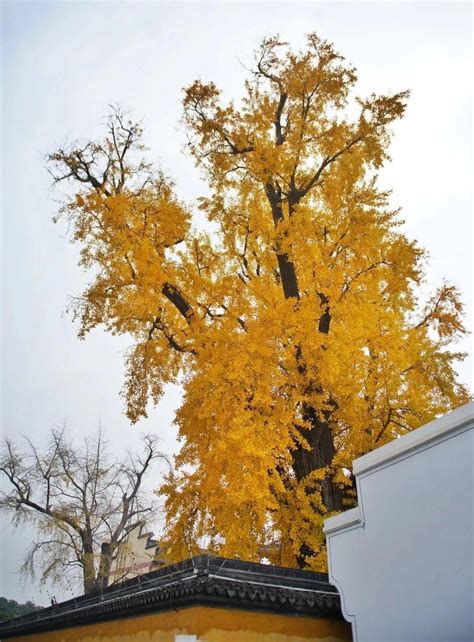 新场镇南山寺的古银杏树 树名