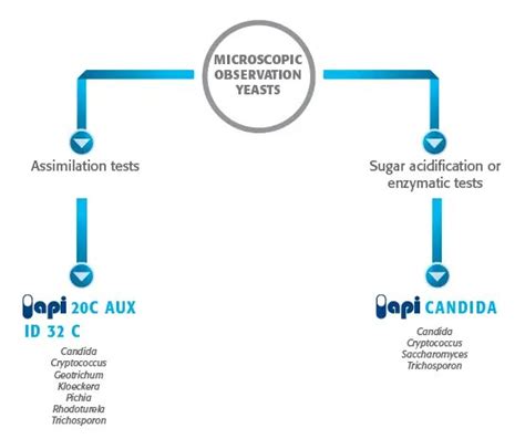 Api And Rapid Id For Microbial Identification • Microbe Online