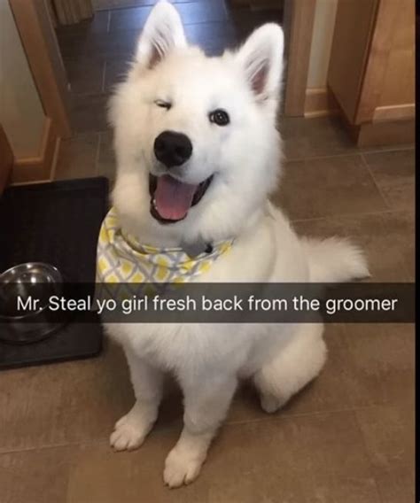 Heartwarming Dog Memes