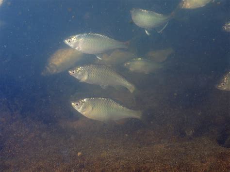 ミナミアカヒレタビラ（富山湾流入河川、九頭竜川）