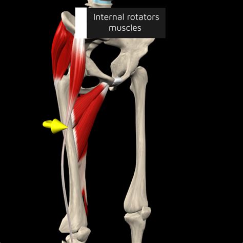 Anatomy Of The Hip Joint Bones Ligaments And Muscles Muscle And
